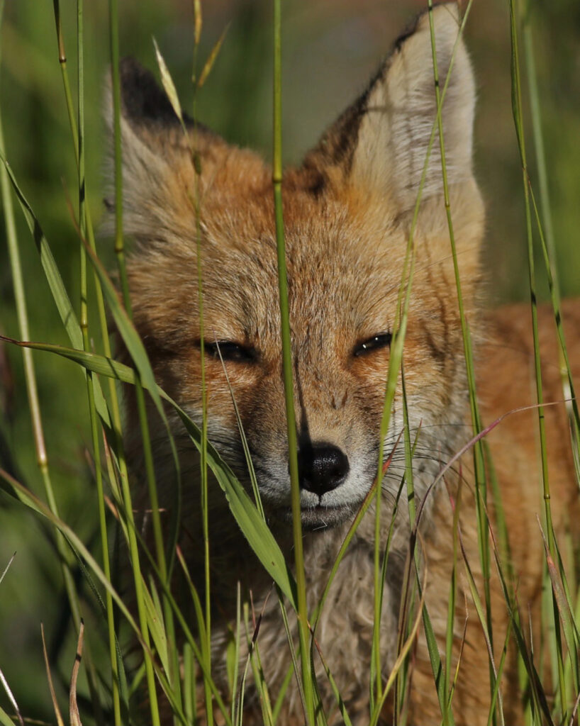 Fox Wolves Coyote | Ozark Experience
